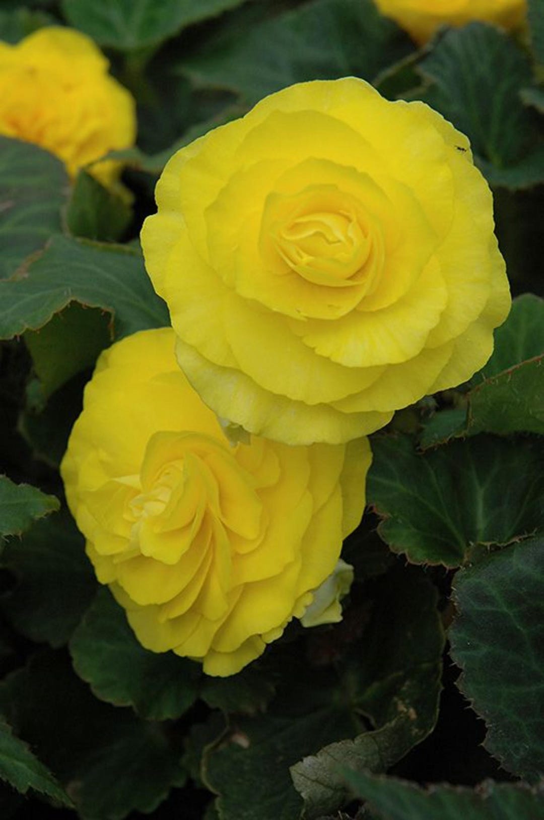 Pelleted Begonia Seeds Mocha Yellow – Non-gmo Double Blooms - Etsy