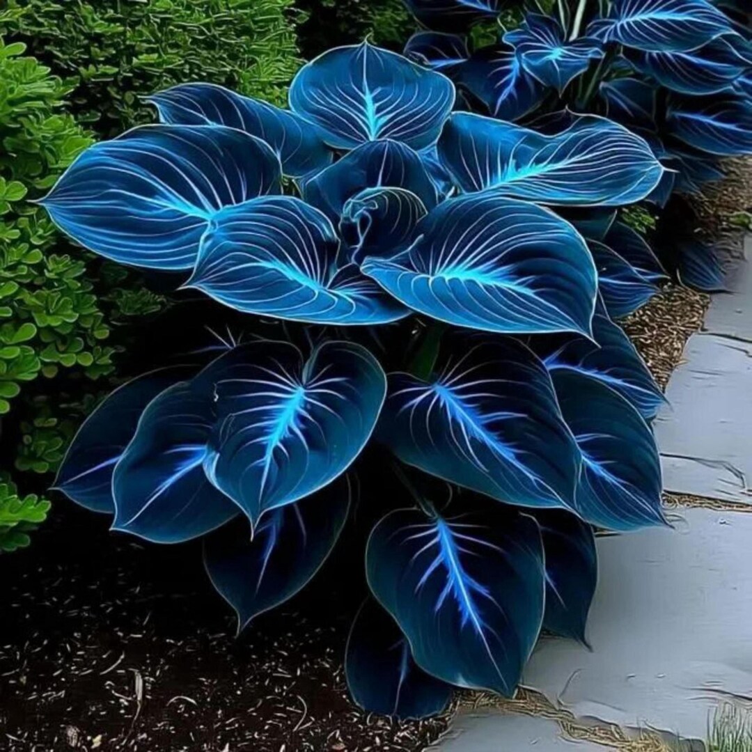 Calathea Hosta Seeds Blue Couture Plant - Etsy