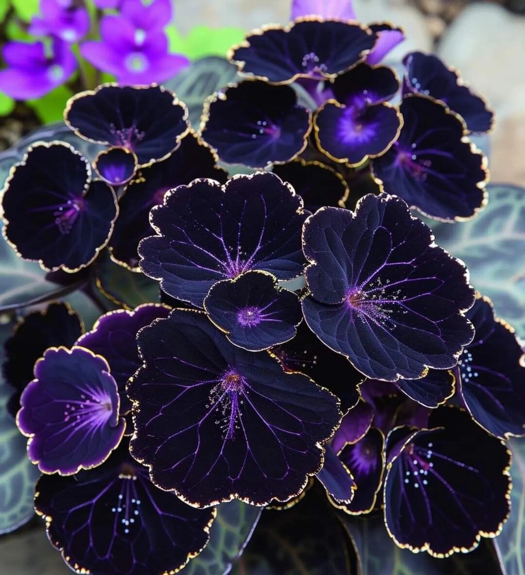 200+ Hosta Seeds Heart-shaped Leaves Outdoor Perennial Plant - Etsy