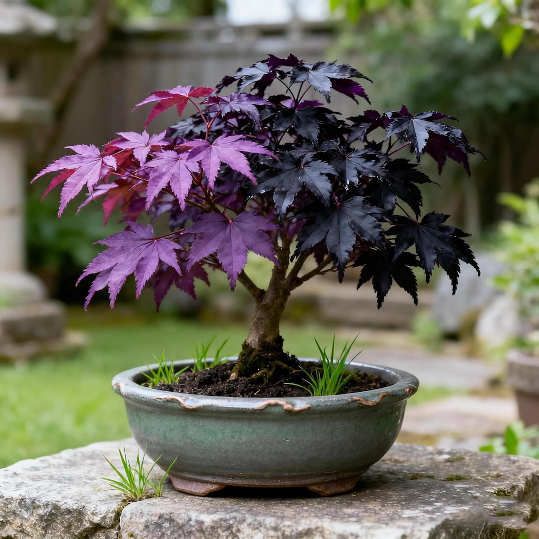 Purple Maple Tree Seeds | Rare Acer Palmatum - Etsy