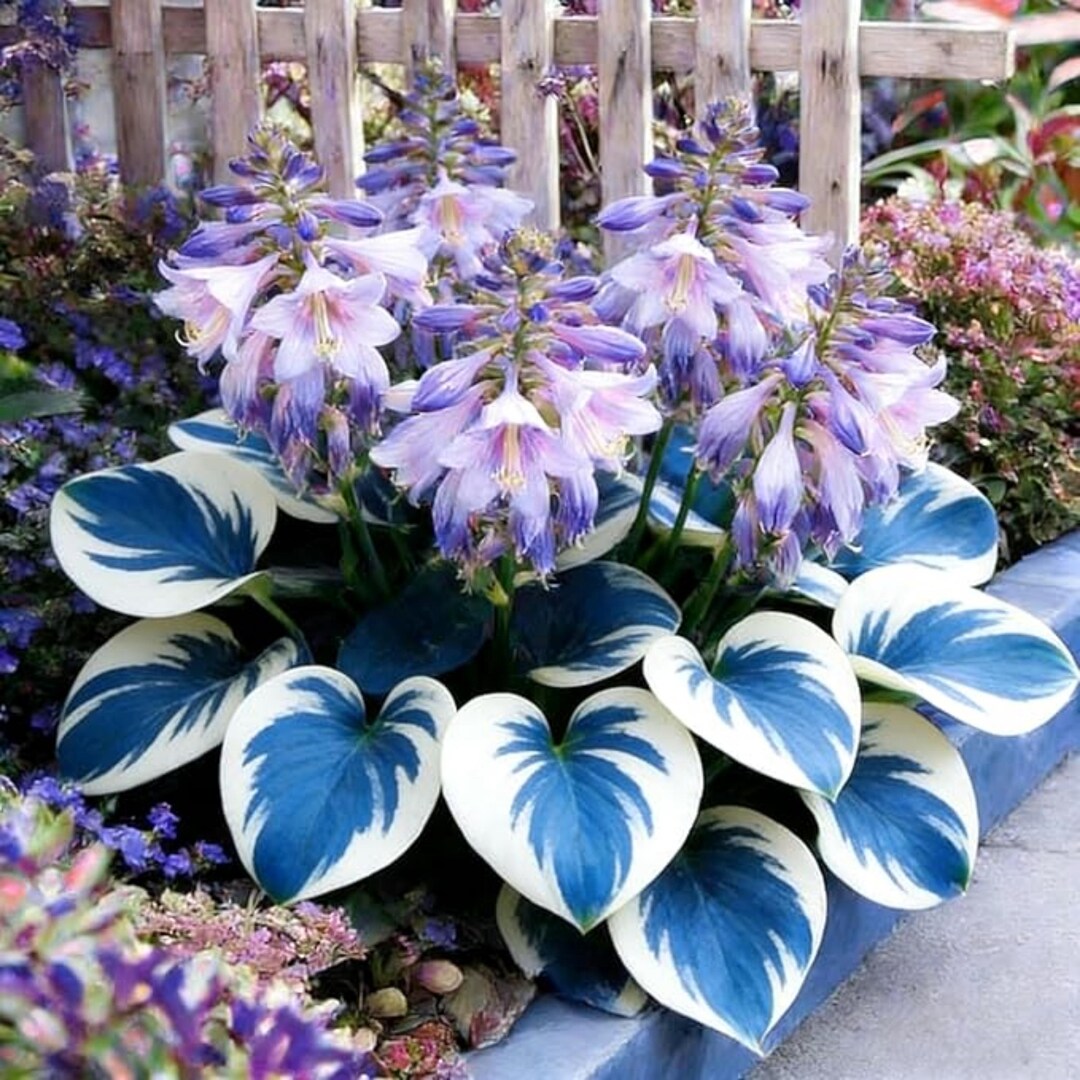 Hosta Seeds for Planting | 200 Heart-shaped Low Maintenance Hostas - Etsy