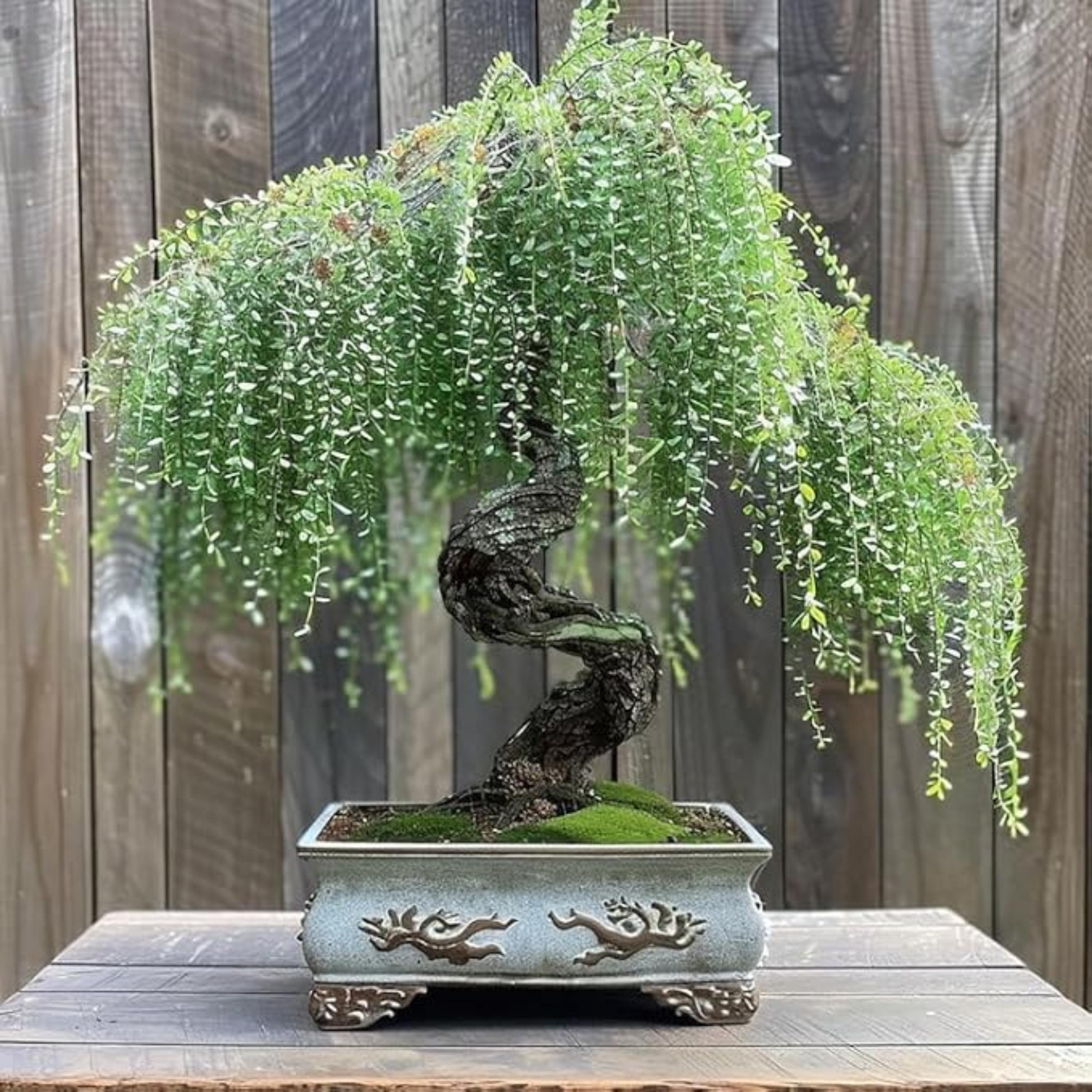 Weeping Willow Bonsai Tree Seeds – Cascading Ornamental Tree - Etsy