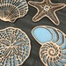 Laser Cut Shell Shapes File - Etsy