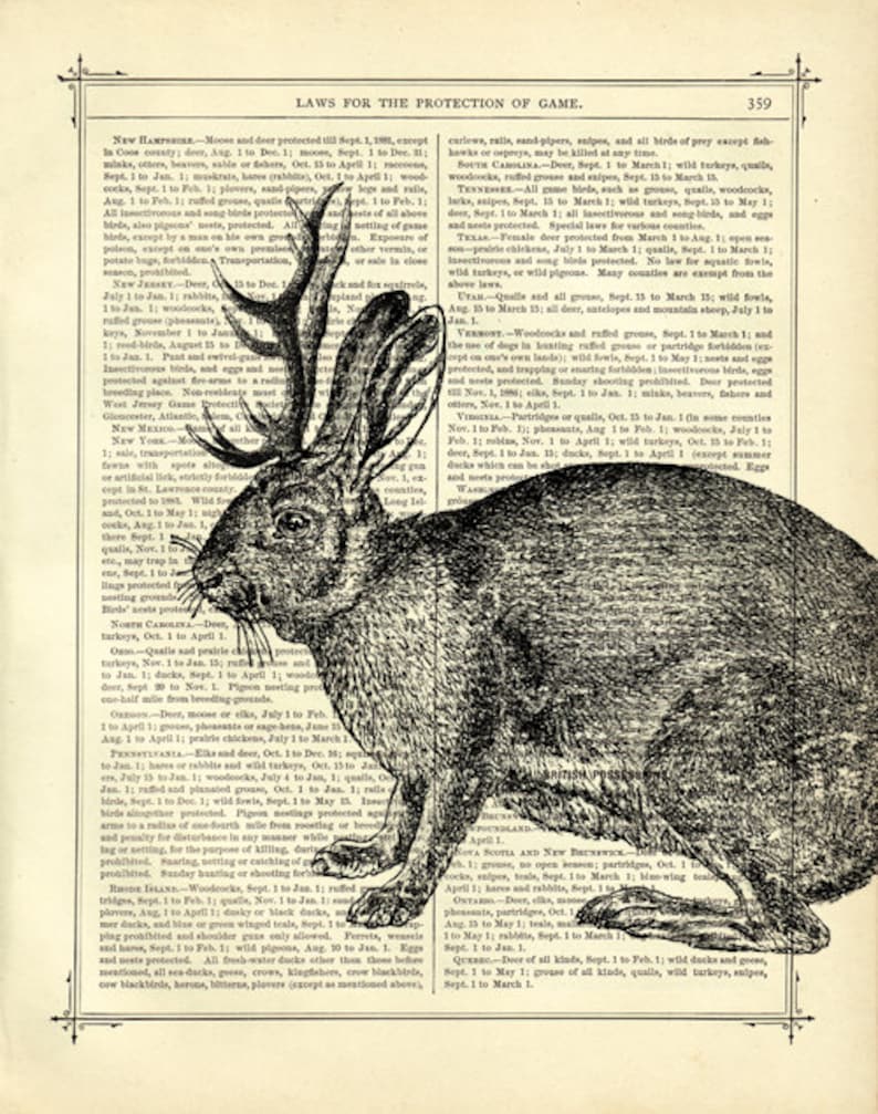 Jackalope Rabbit Art Print Deer Woodland Mythical Creature - Etsy