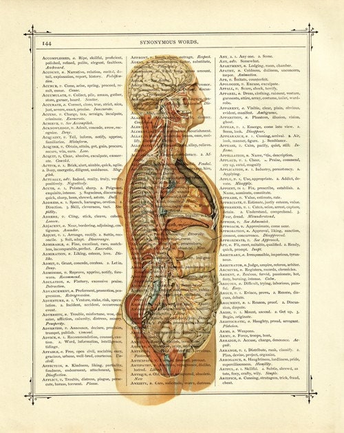 Anatomy Dictionary Art Torso Medical History Vintage - Etsy