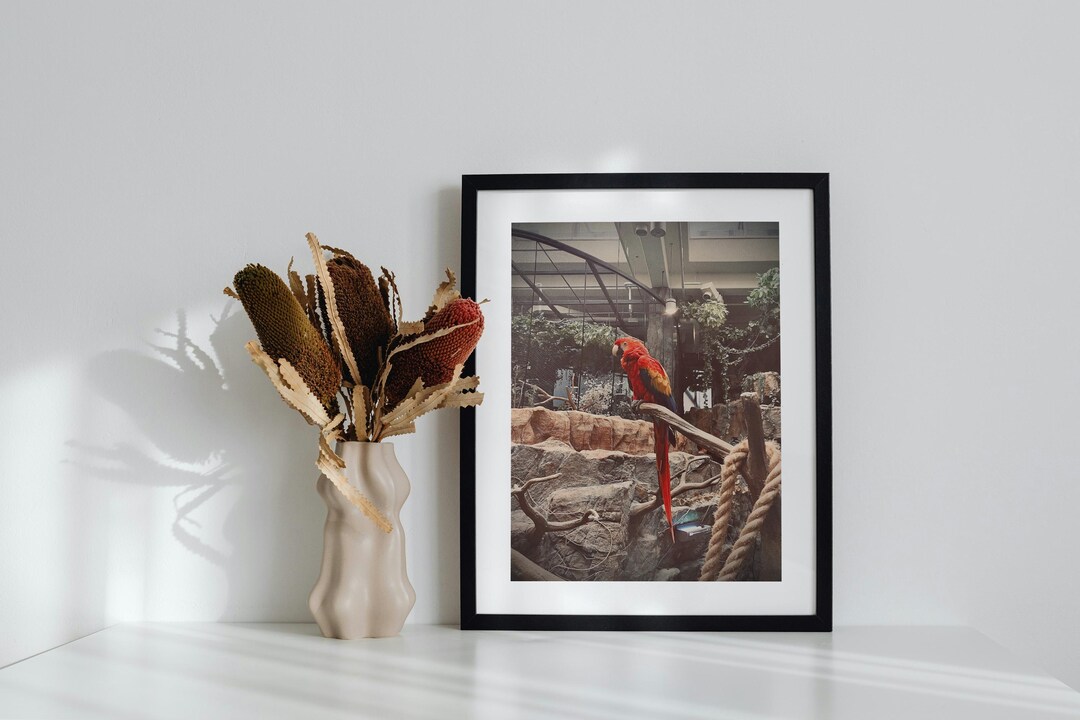 Scarlet Macaw in Jungle Exhibit – Digital Download Poster Bundle (color ...