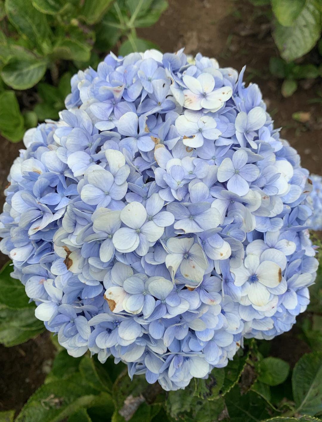 Philippine Hydrangea / Million Flower - Etsy