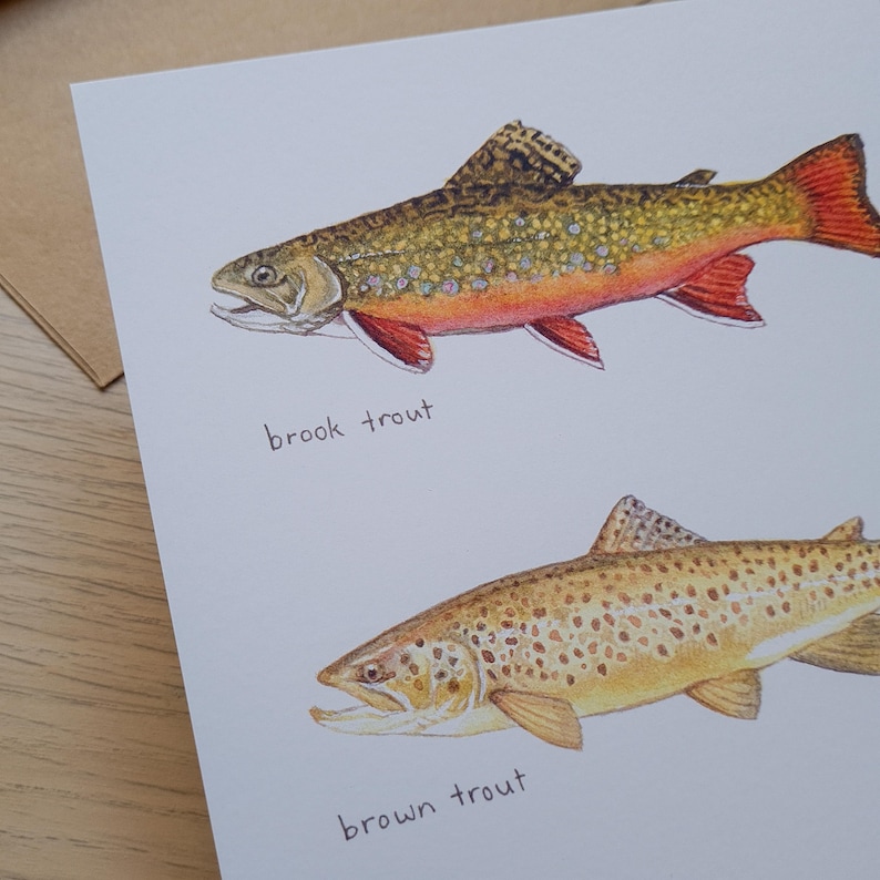 Trout Trio Watercolor Art Print: Australian Freshwater Fish - Etsy ...