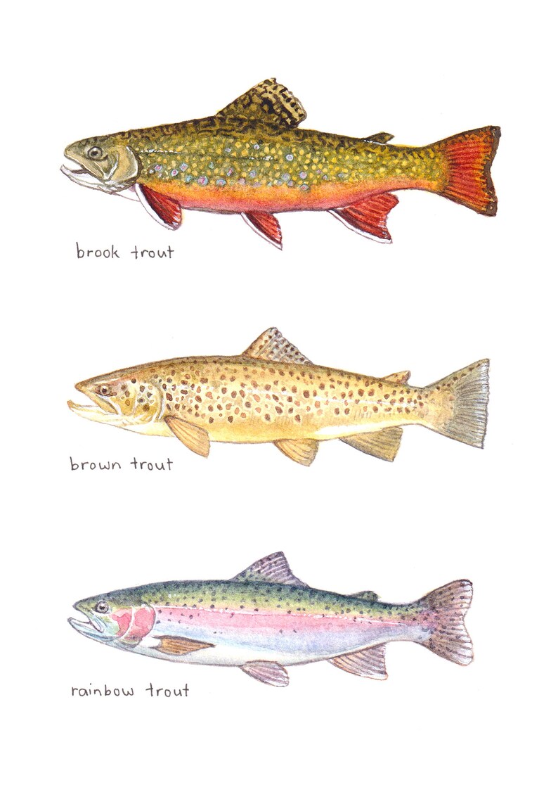 Trout Trio Watercolor Art Print: Australian Freshwater Fish - Etsy