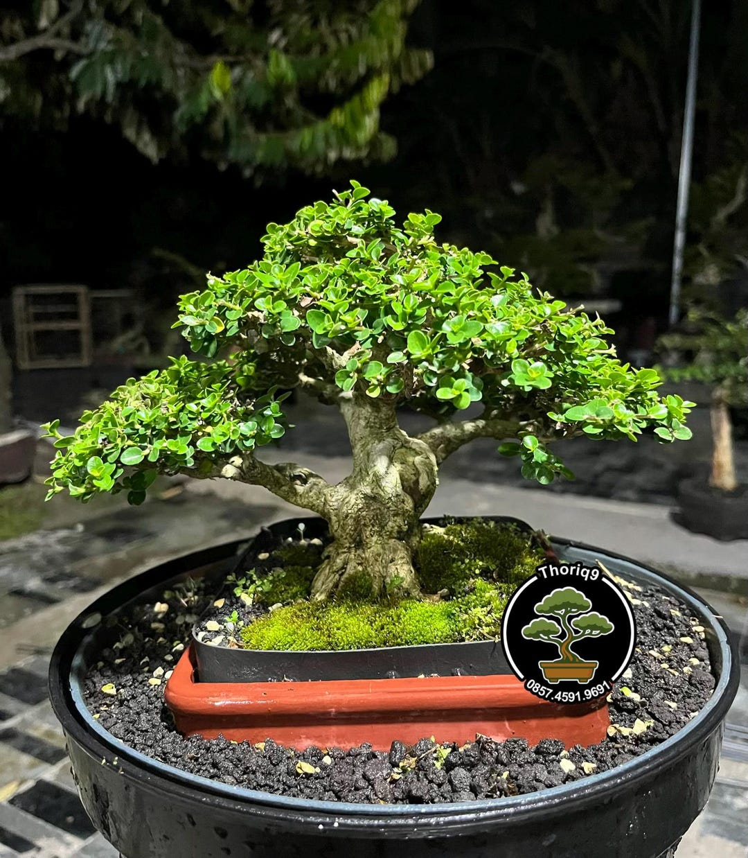 Premna Microphylla Bonsai Code 112. Tropical Tree. |ficus |tiger Brack ...
