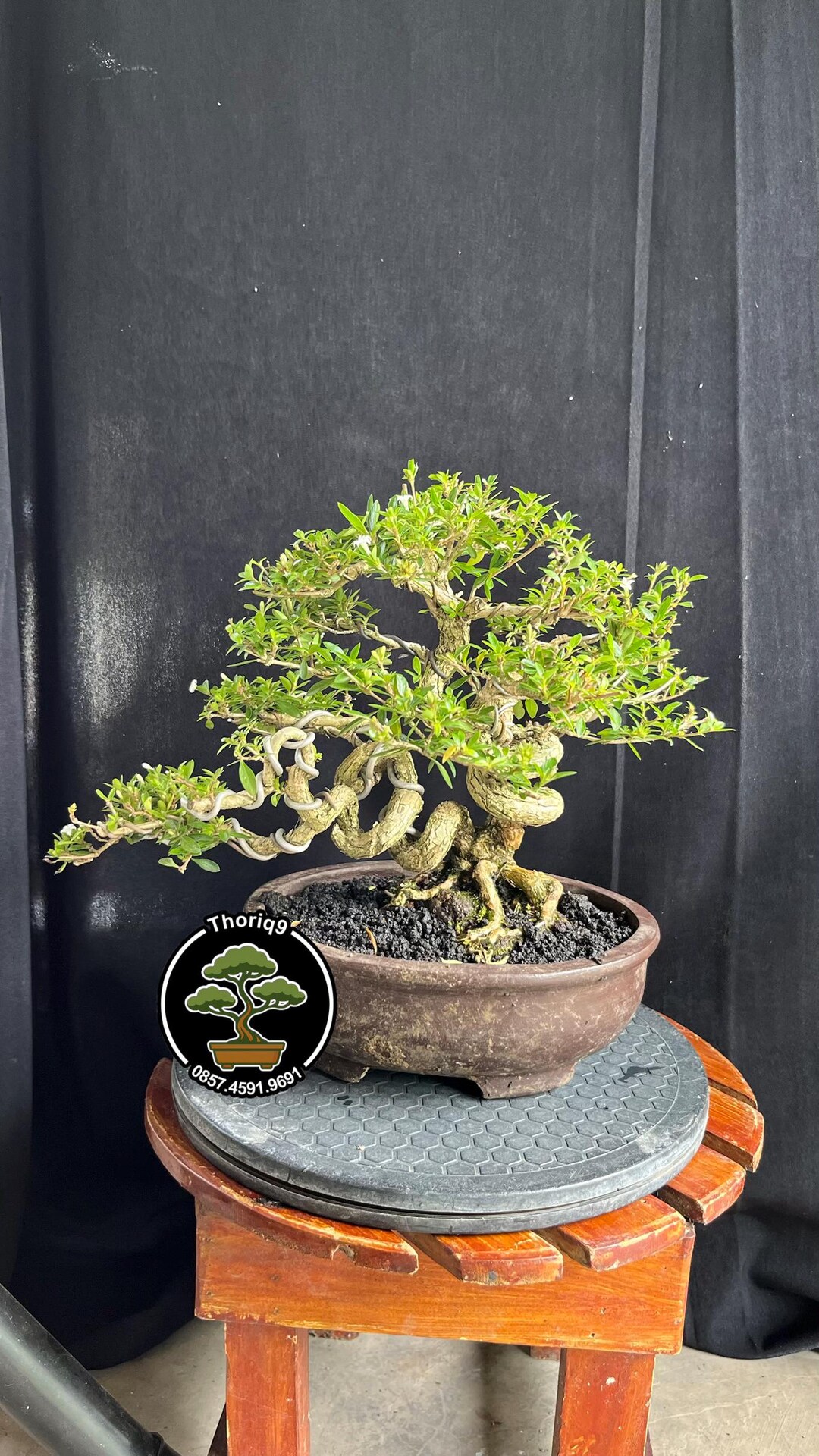 Serrisa Japonica Micro Tanuki Bonsai Tree Code 02. Tropical Tree ...