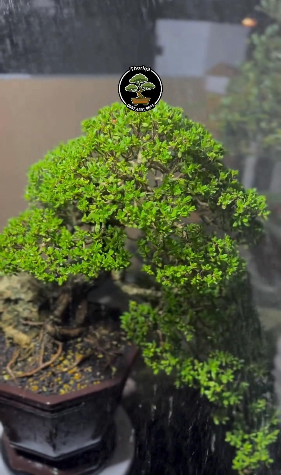 Pemphis Acidula Bonsai Tree Code Santigi. Tropical Tree. |ficus |tiger ...
