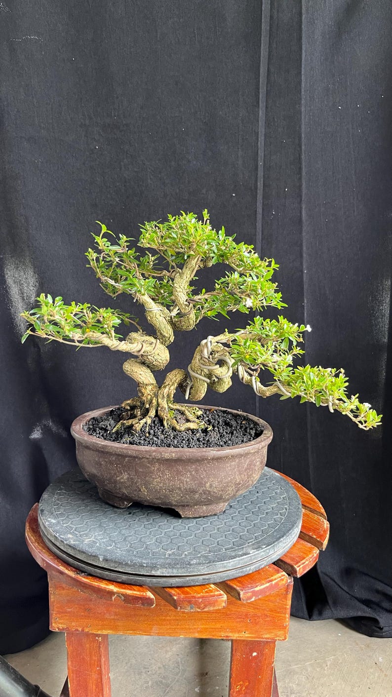 Serrisa Japonica Micro Tanuki Bonsai Tree Code 02. Tropical Tree ...