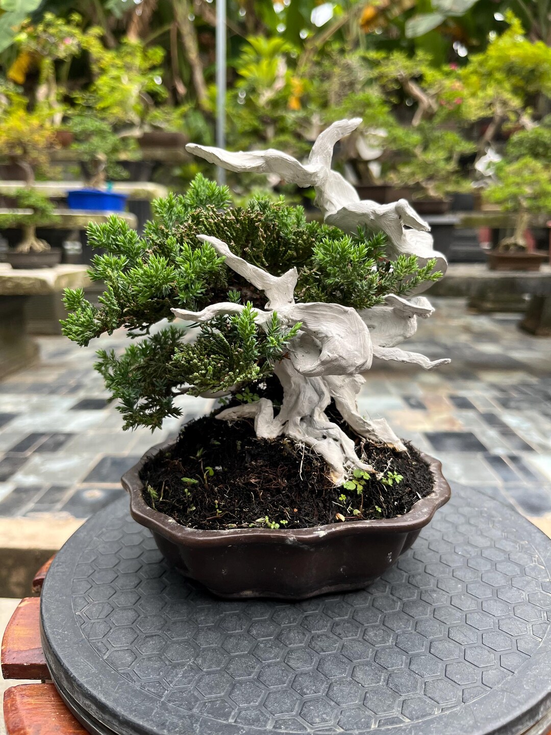Juniperus Chinensis Tanuki Cemara Bonsai Tree Code 014. Tropical Tree ...