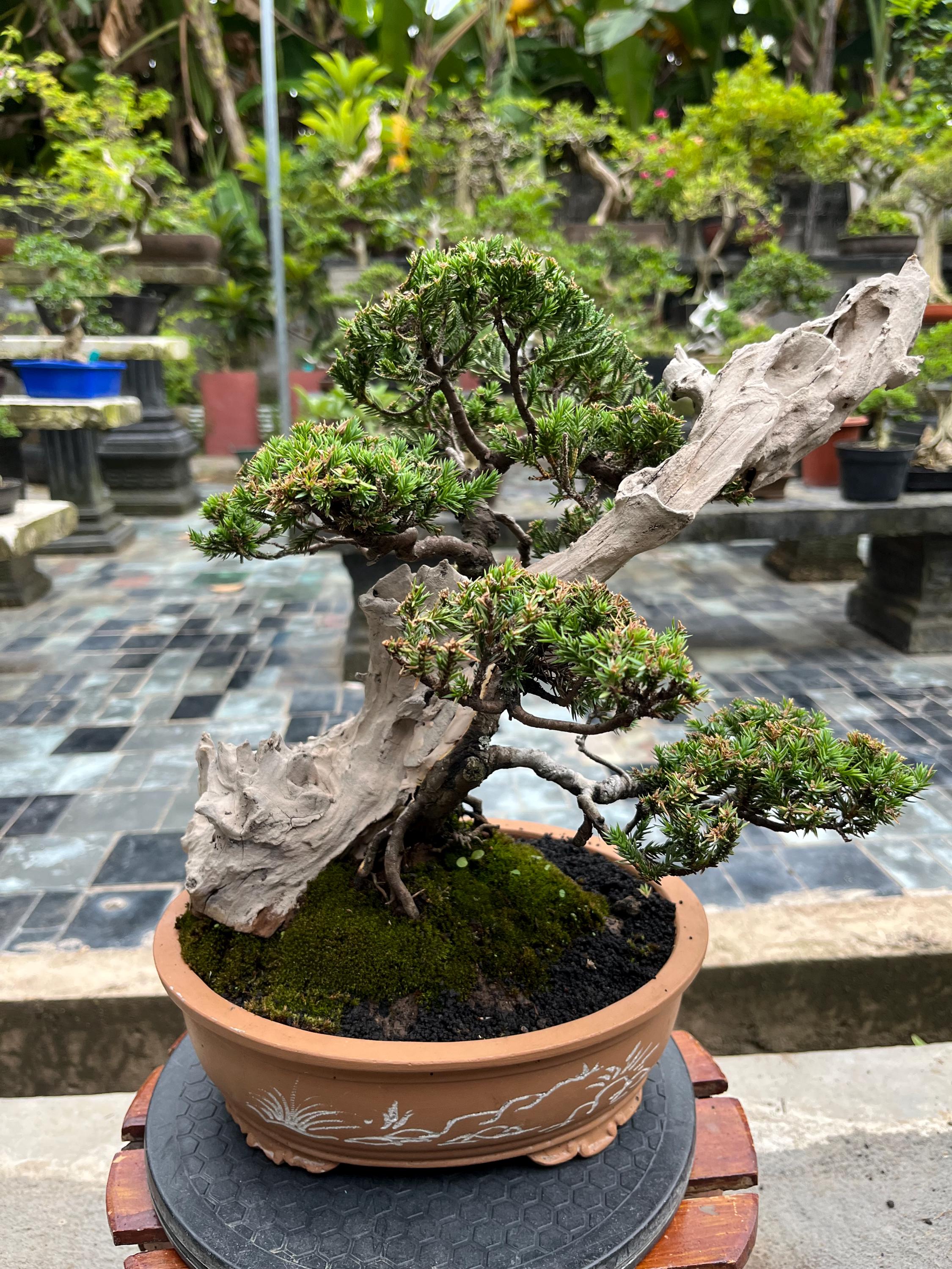 Juniperus Chinensis Tanuki Cemara Bonsai Tree Code 014. Tropical Tree ...