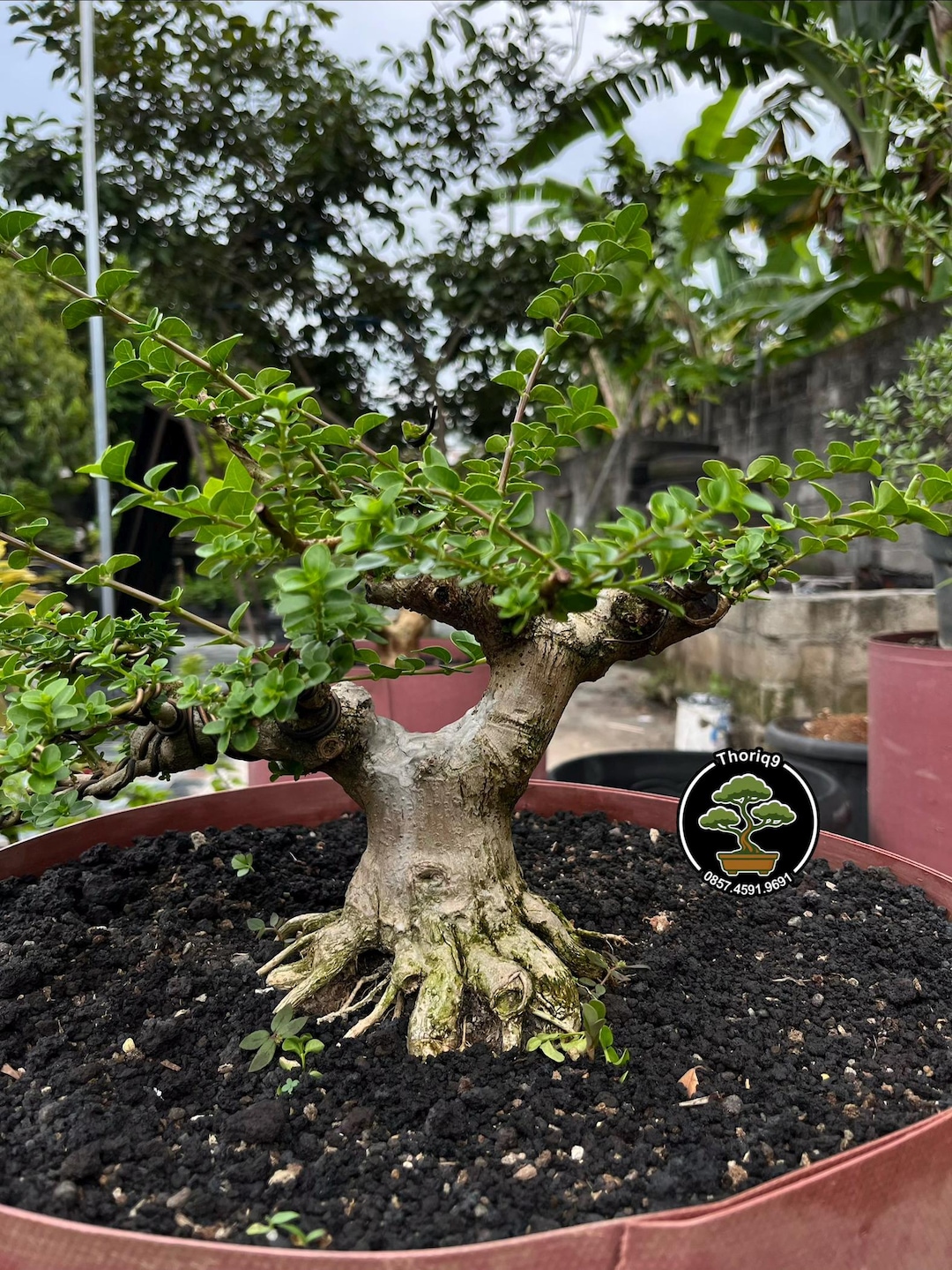 Pre-bonsai Premna Microphylla Bonsai Tree Code 03. Tropical Tree ...