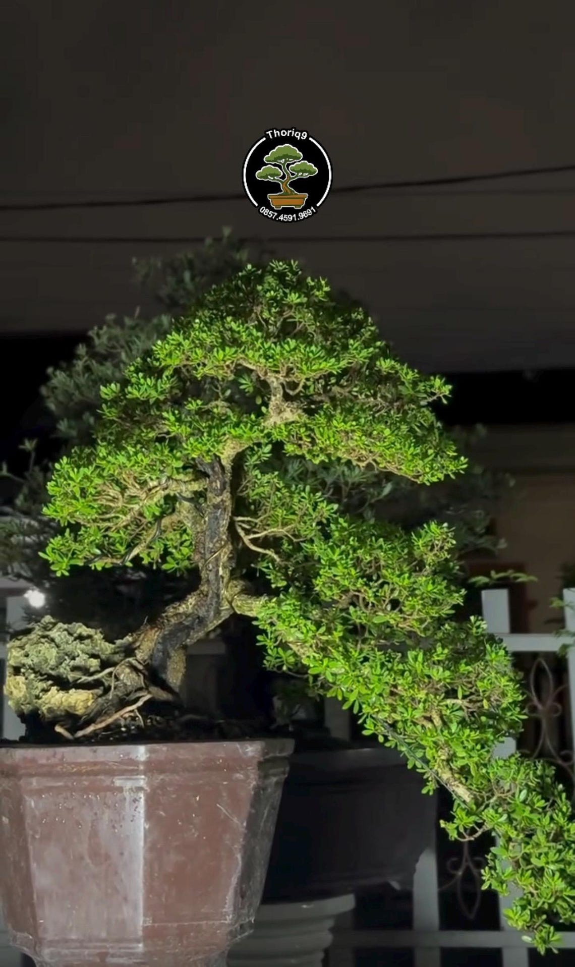 Pemphis Acidula Bonsai Tree Code Santigi. Tropical Tree. |ficus |tiger ...