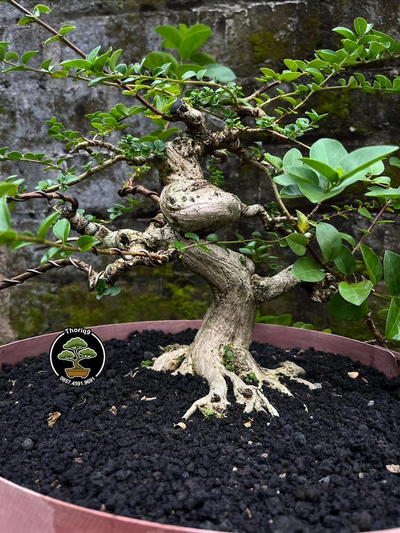 Pre-bonsai Premna Microphylla Bonsai Tree Code 06. Tropical Tree ...