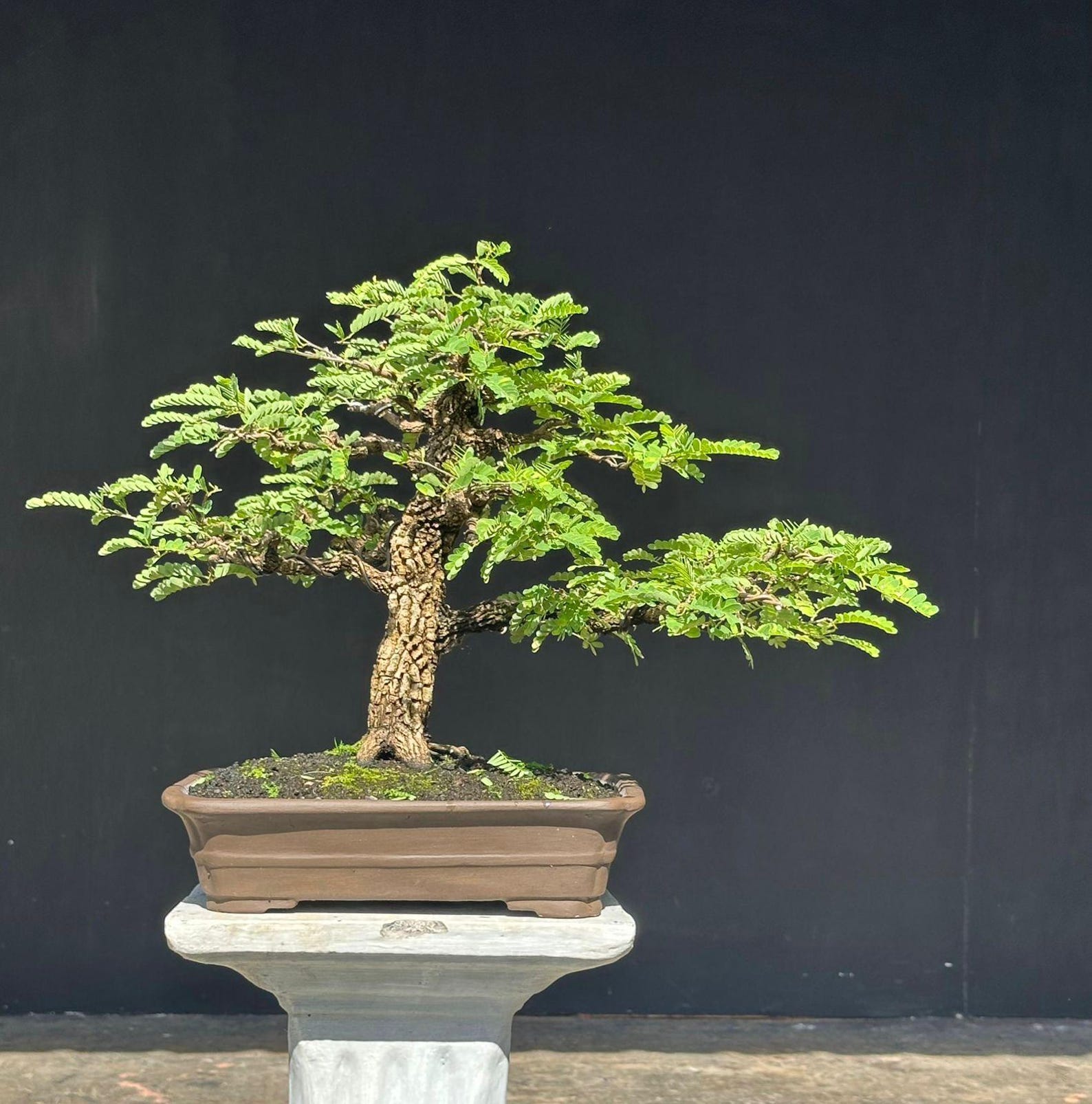 Bonsái de Tamarindus indica, código 04. Árbol tropical. /Ficus /Tiger ...