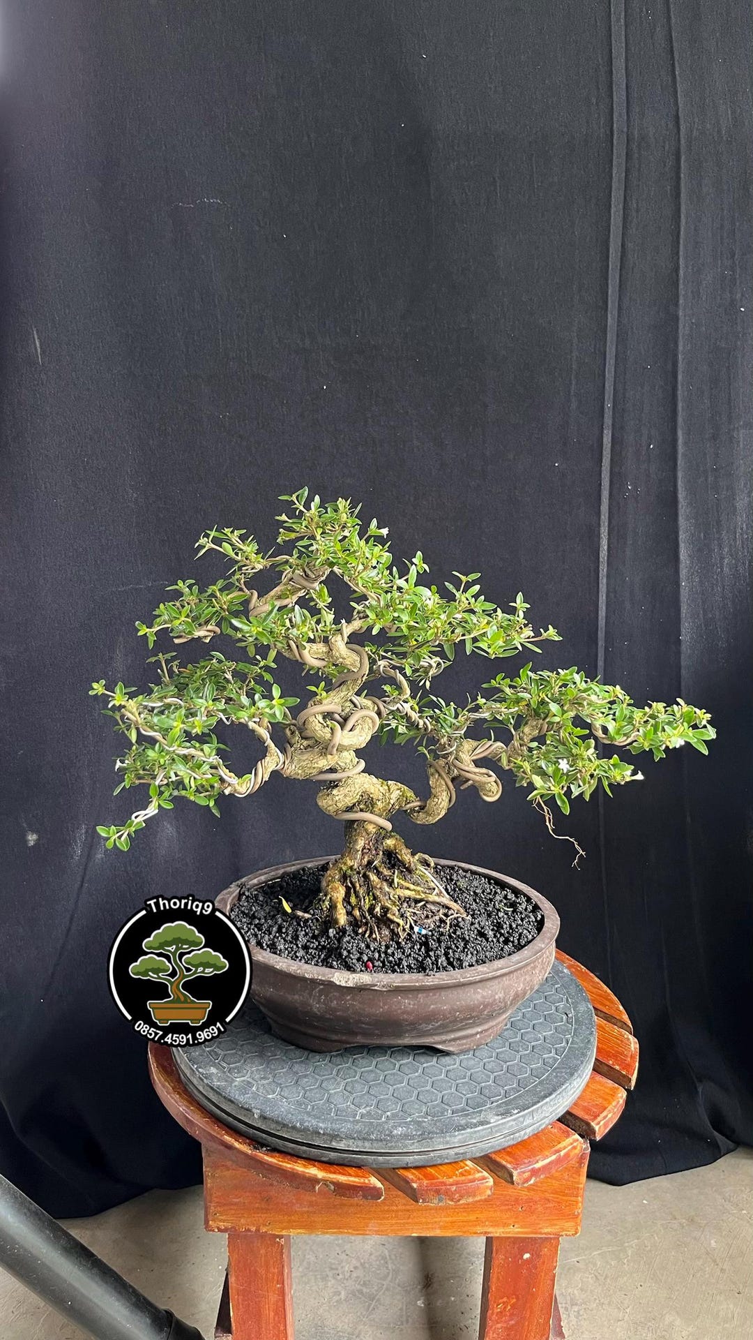 Serrisa Japonica Micro Tanuki Bonsai Tree Code 03. Tropical Tree ...
