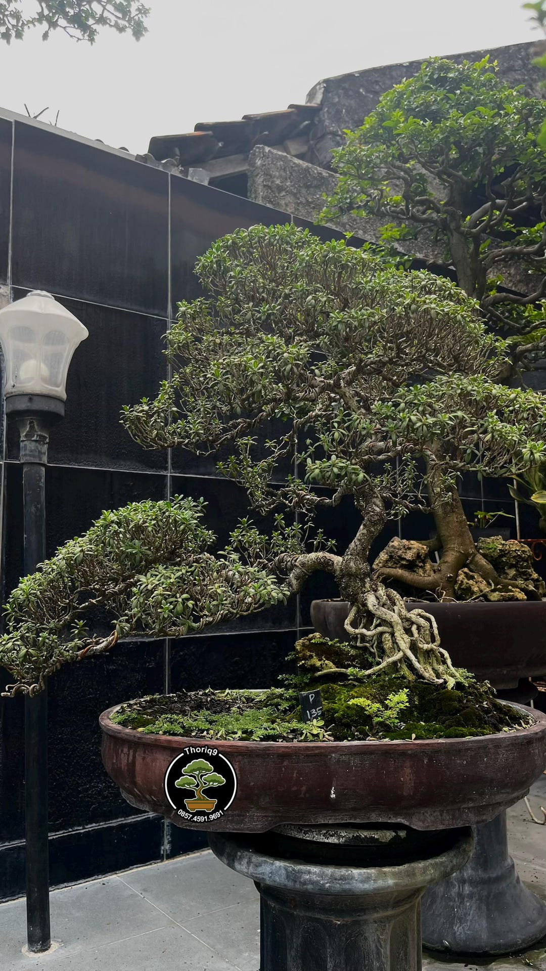 Pemphis Acidula Bonsai Tree Code 02. Tropical Tree. |ficus |tiger Brack ...