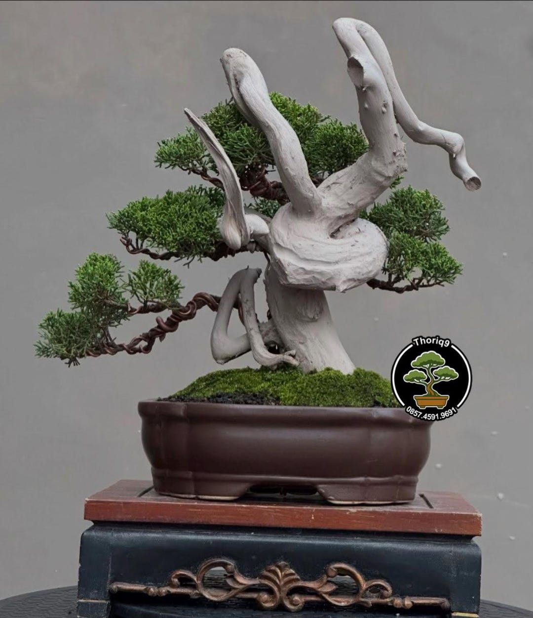 Juniperus Chinensis Cemara Tanuki Bonsai Tree Code H08. Tropical Tree ...