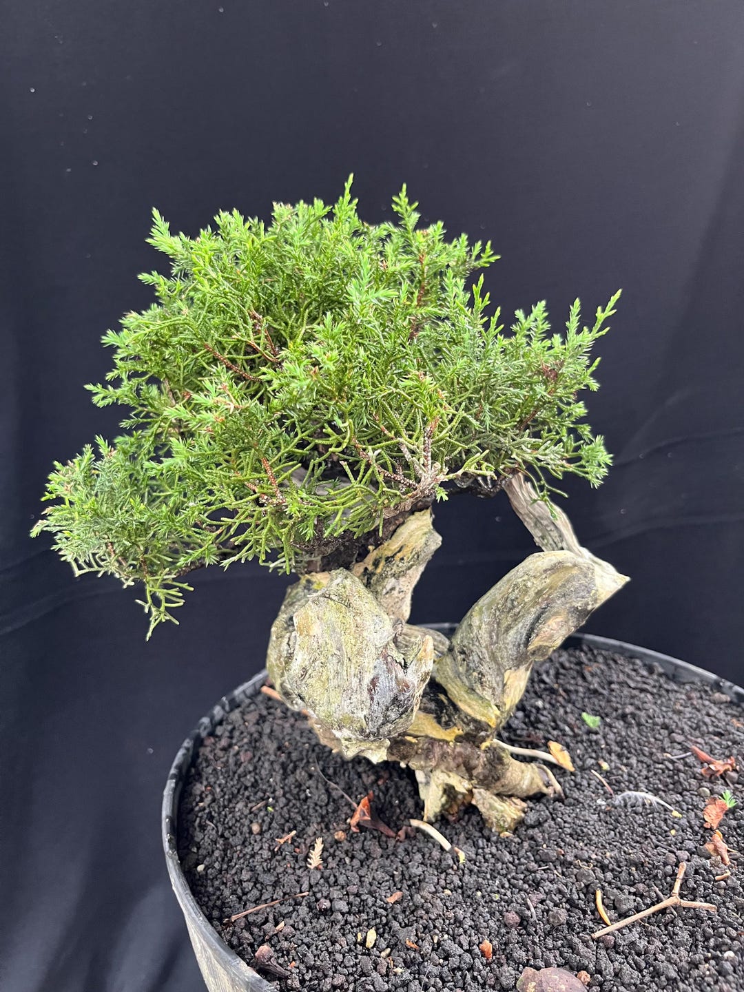 Juniperus Chinensis Tanuki Cemara Bonsai Tree Code 022. Tropical Tree ...