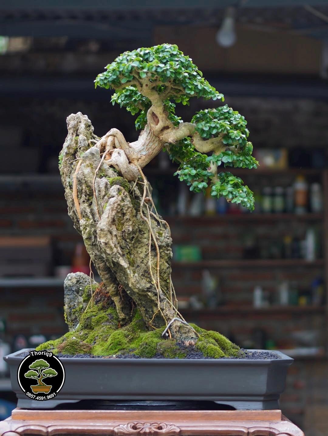 Premna Microphylla Bonsai Code 149. Tropical Tree. |ficus |tiger Brack ...
