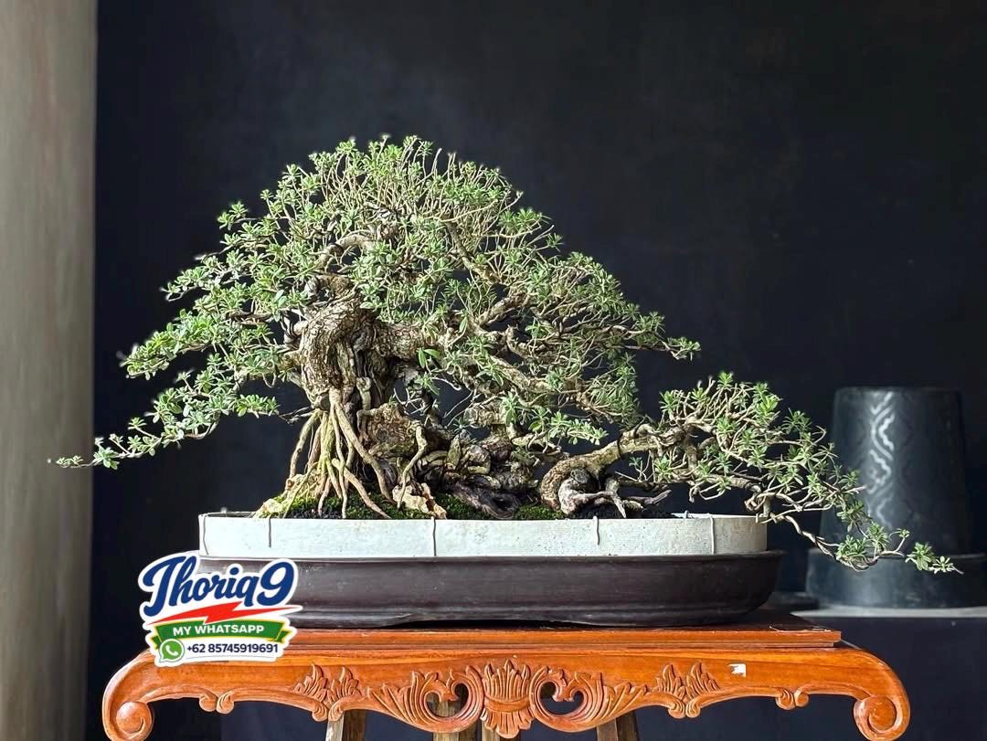 Pemphis Acidula Bonsai Tree Code Santigi 01. Tropical Tree. |ficus ...