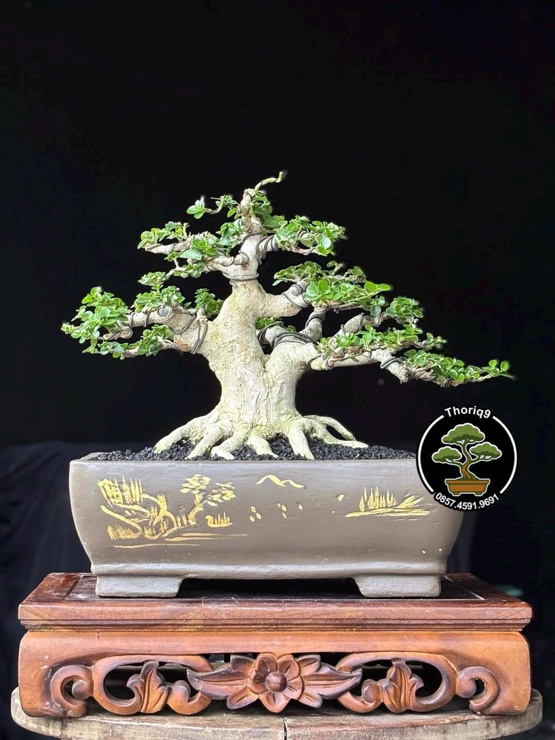 Premna Microphylla Bonsai Code S01. Tropical Tree. |ficus |tiger Brack ...