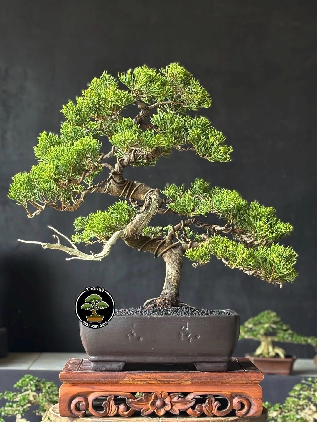 Juniperus Chinensis Cemara Tanuki Bonsai Tree Code 023. Tropical Tree ...