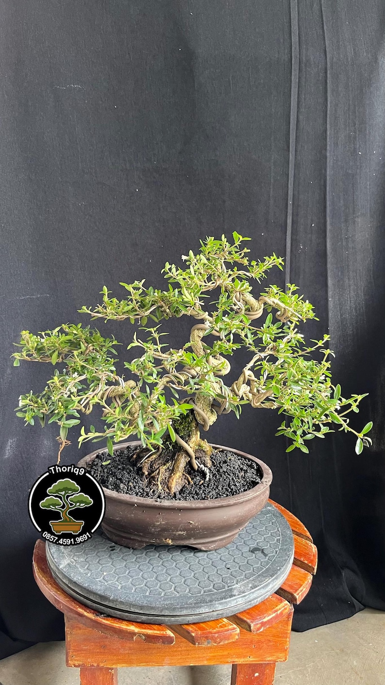 Serrisa Japonica Micro Tanuki Bonsai Tree Code 03. Tropical Tree ...
