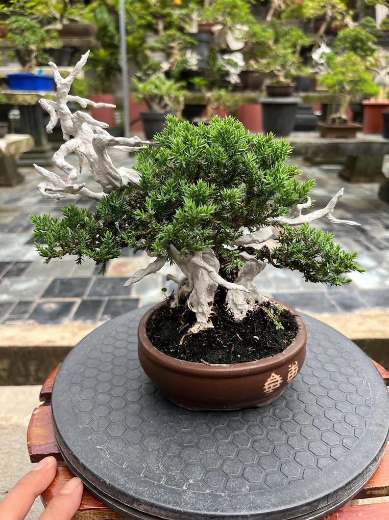 Juniperus Chinensis Tanuki Cemara Bonsai Tree Code 020. Tropical Tree ...