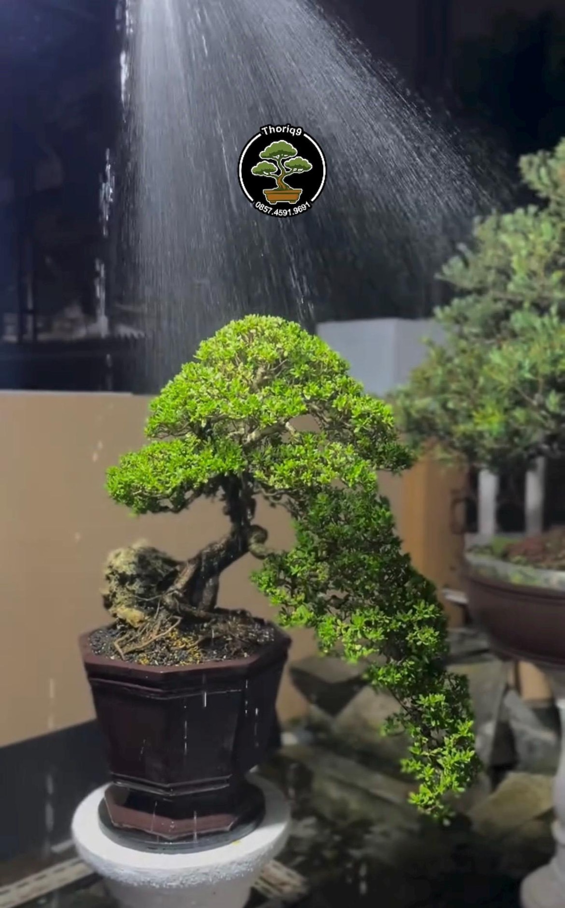 Pemphis Acidula Bonsai Tree Code Santigi. Tropical Tree. |ficus |tiger ...