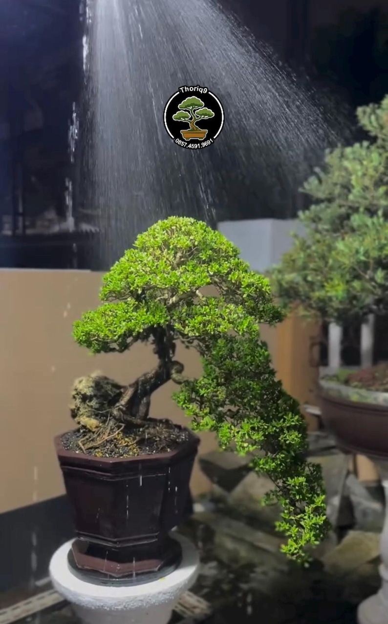Pemphis Acidula Bonsai Tree Code Santigi. Tropical Tree. |ficus |tiger ...