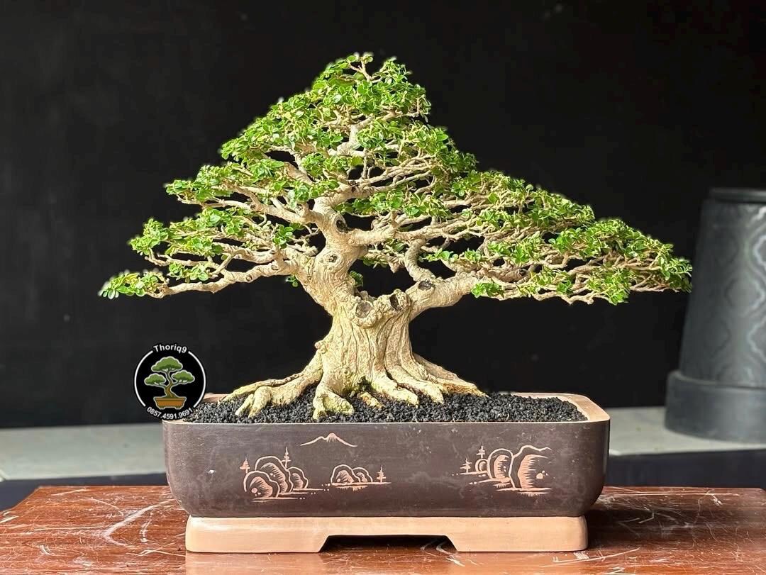 Premna Microphylla Bonsai Code 144. Tropical Tree. |ficus |tiger Brack ...
