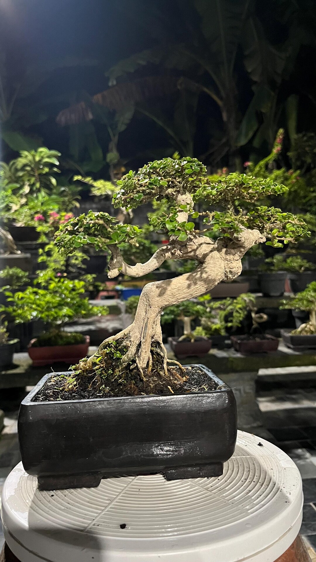 Premna Microphylla Bonsai Code 160. Tropical Tree. |ficus |tiger Brack ...