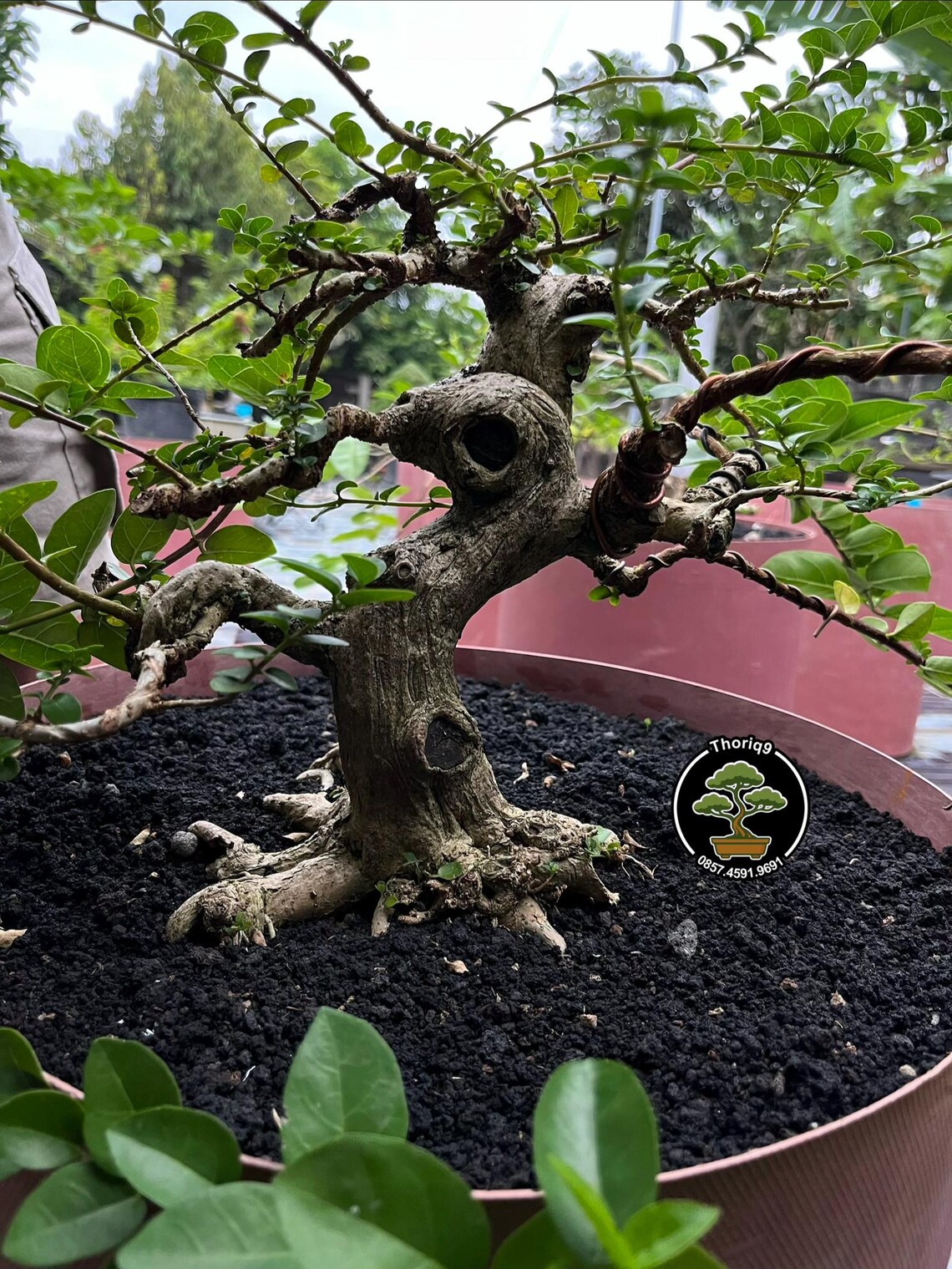 Pre-bonsai Premna Microphylla Bonsai Tree Code 06. Tropical Tree ...