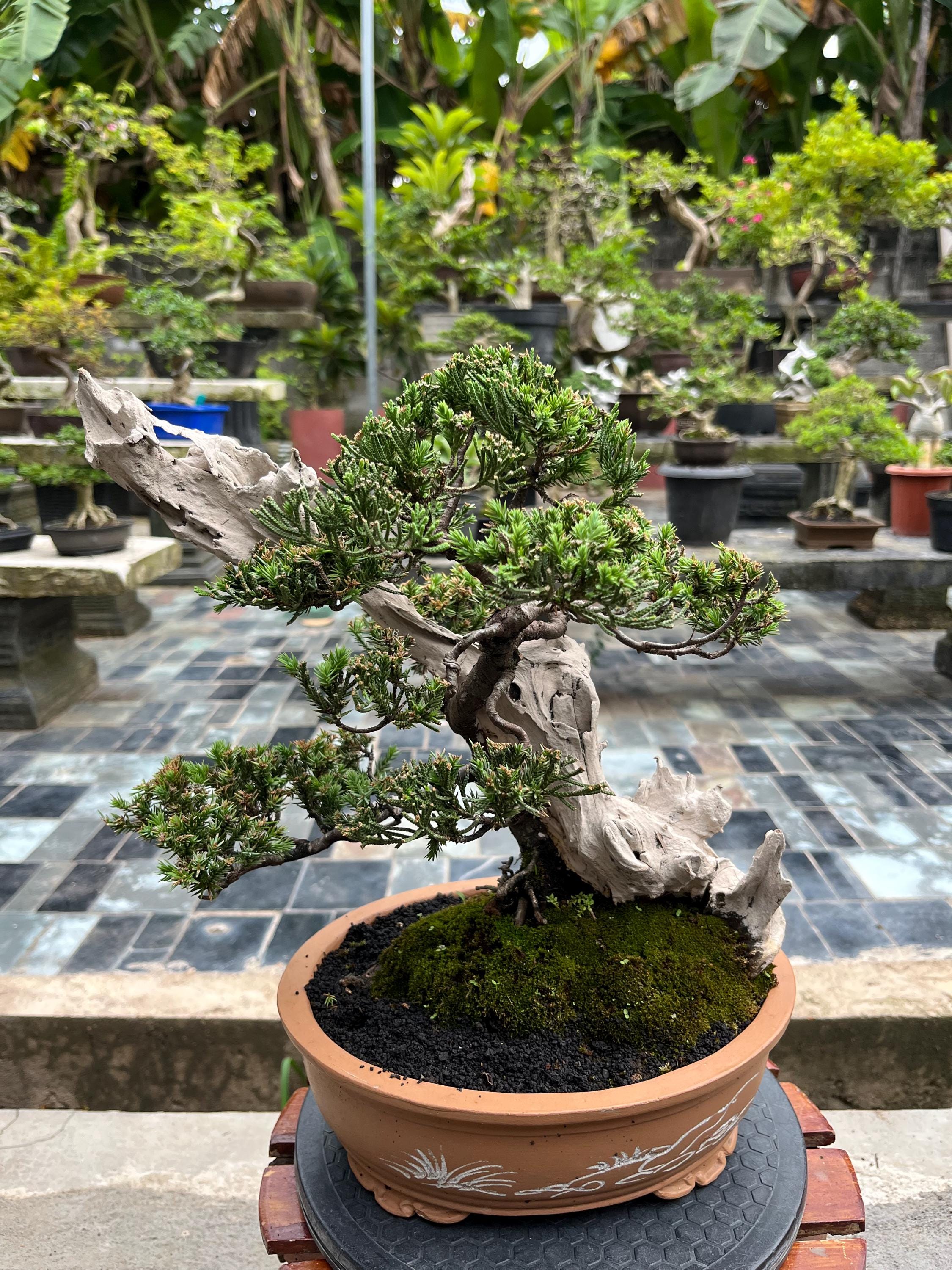 Juniperus Chinensis Tanuki Cemara Bonsai Tree Code 014. Tropical Tree ...
