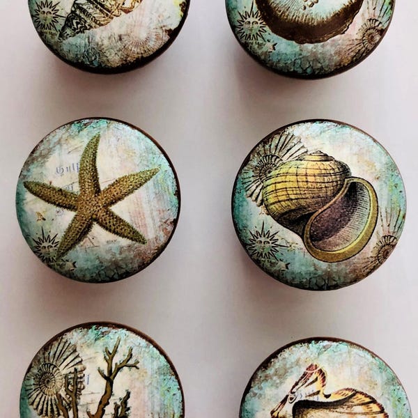 Seashell Knobs - Etsy