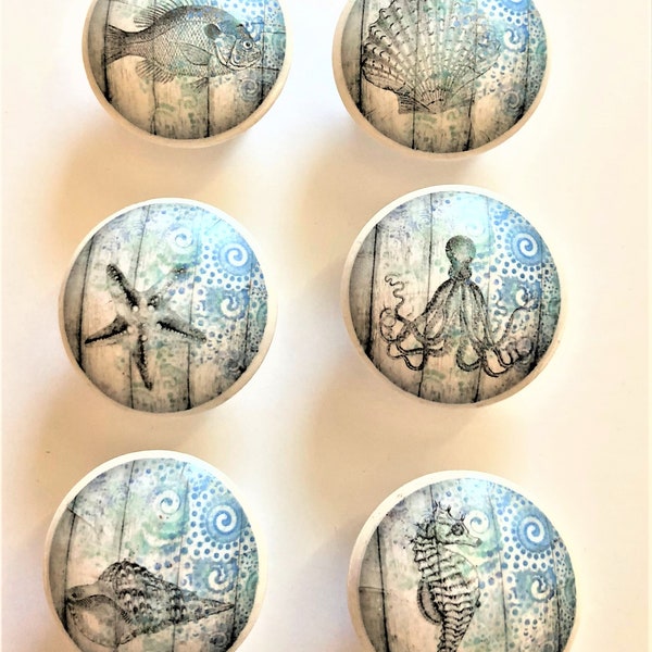 Seashell Knobs - Etsy