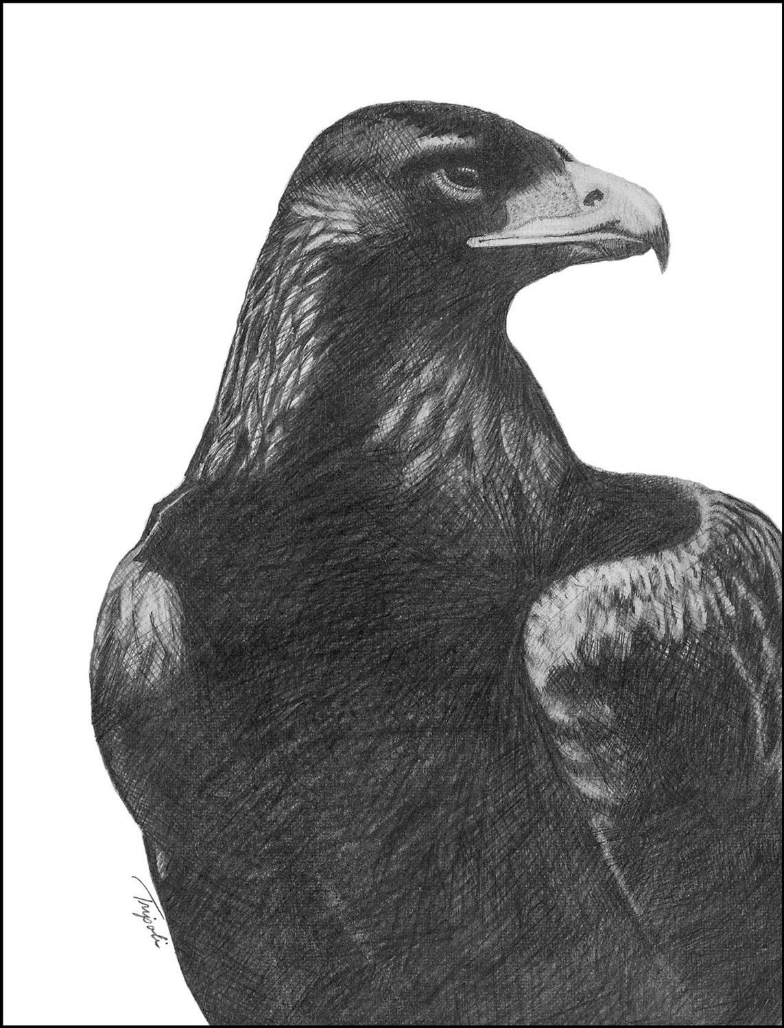 Golden Eagle - Note Card Package - Etsy