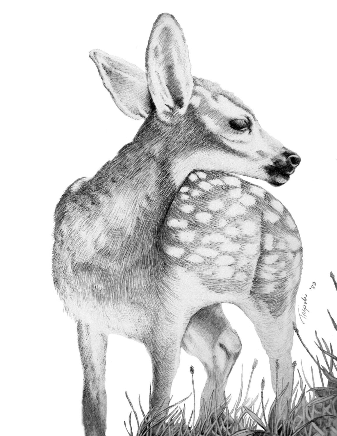 Fawn - 11 X 14 Matted Print - Etsy