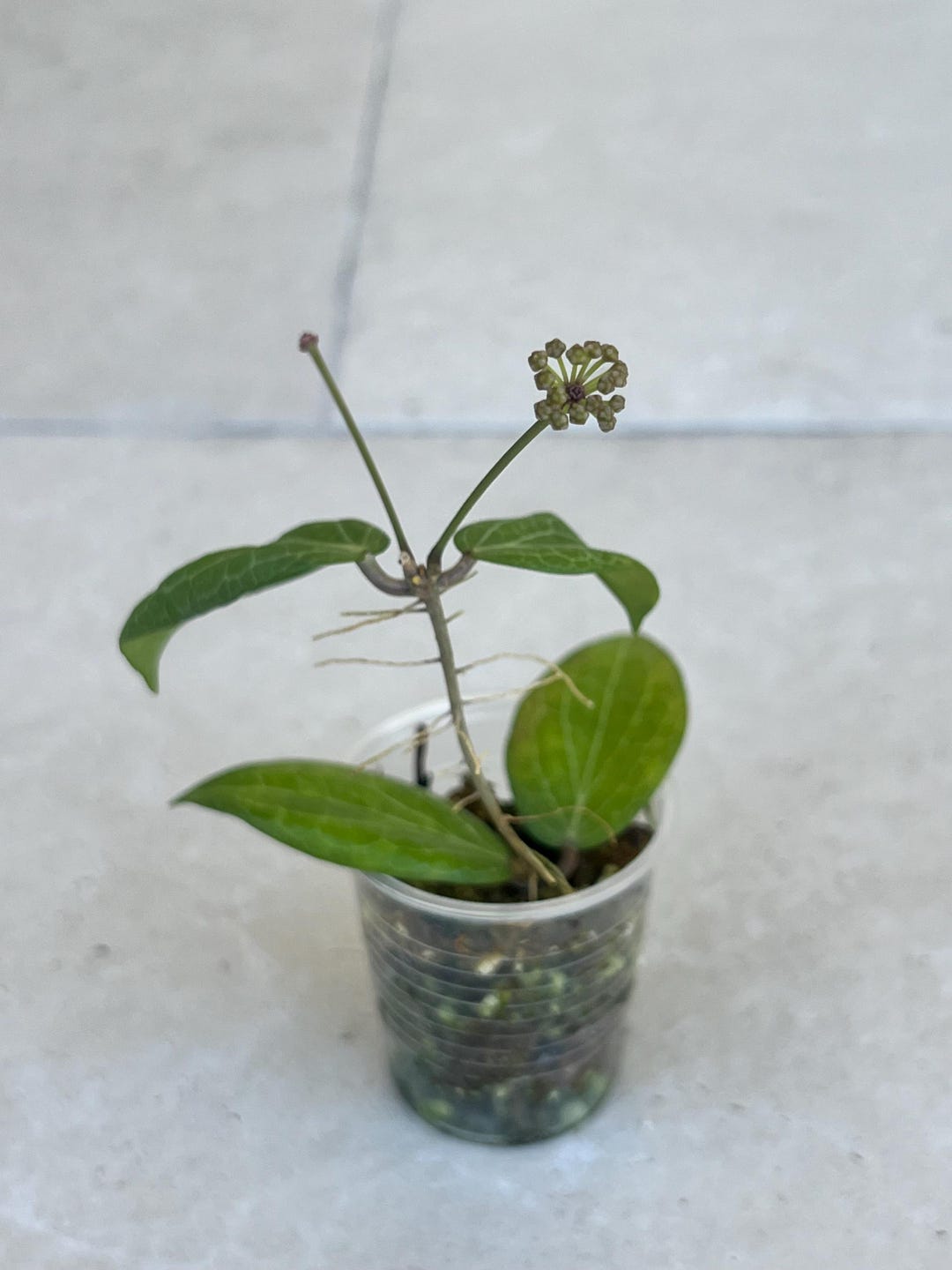 Hoya Fitchii | Rare | Live Plant | Rooted Tropical Vine | Houseplant - Etsy