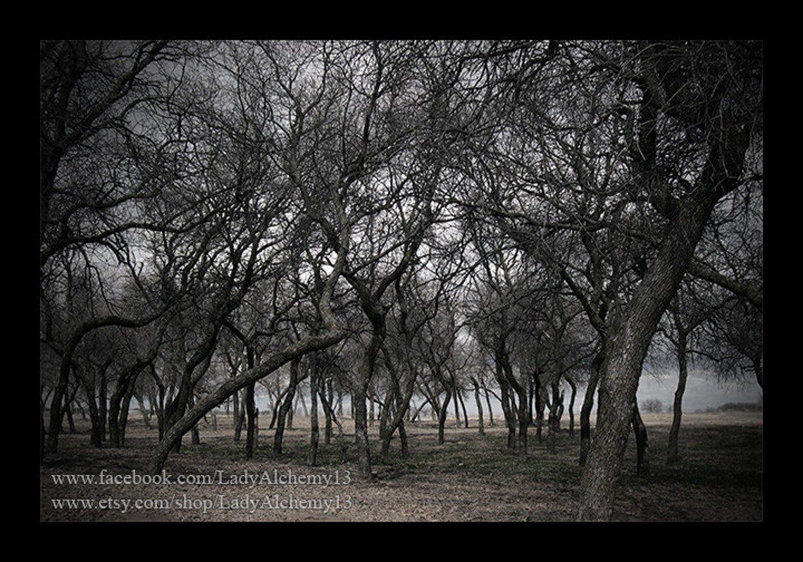 Winter Forest Lost in the Woods Spooky Lonely Desolate Haunted ...