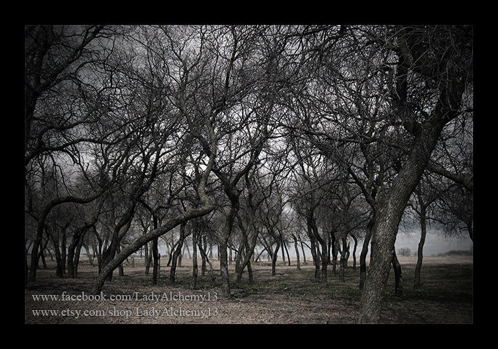 Winter Forest Lost in the Woods Spooky Lonely Desolate Haunted ...