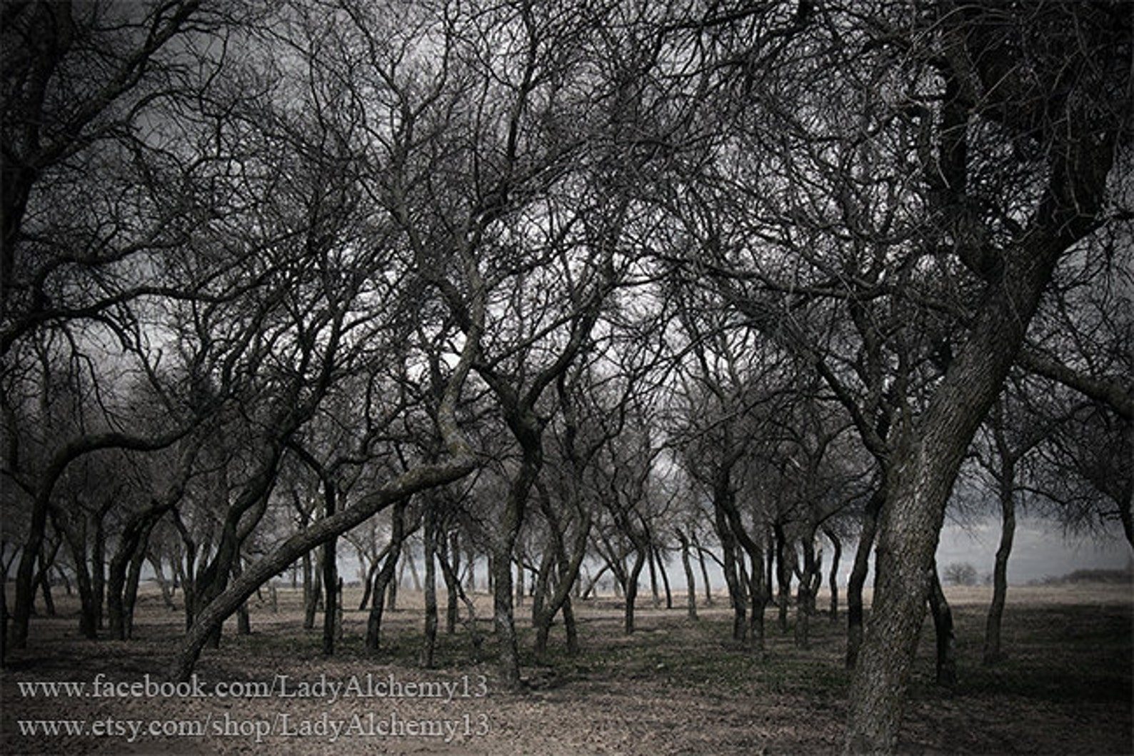 Winter Forest Lost in the Woods Spooky Lonely Desolate Haunted ...