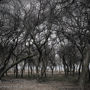 Winter Forest Lost in the Woods Spooky Lonely Desolate Haunted ...