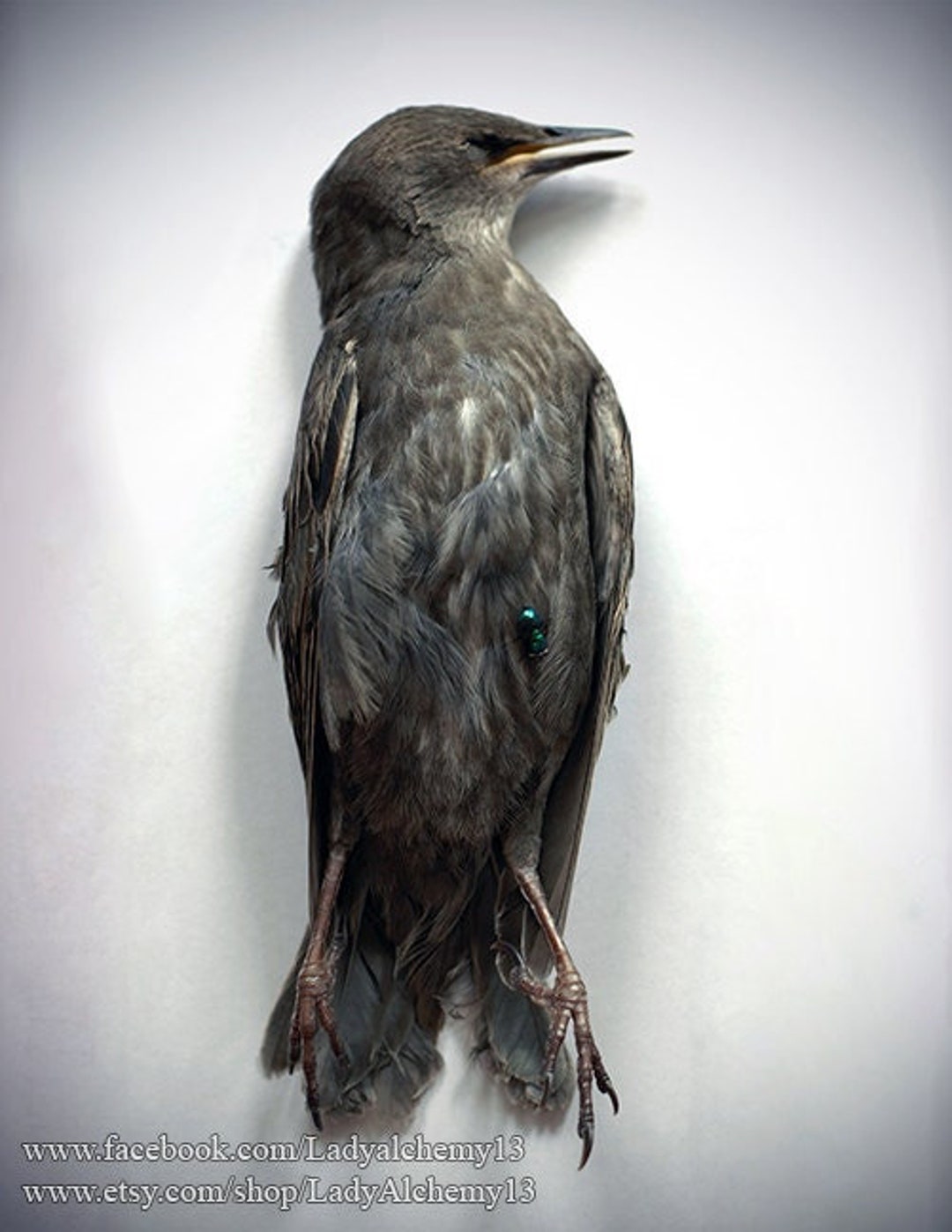 Dead Starling Photograph Dead Bird Corpse Green Fly Offering From Cat ...