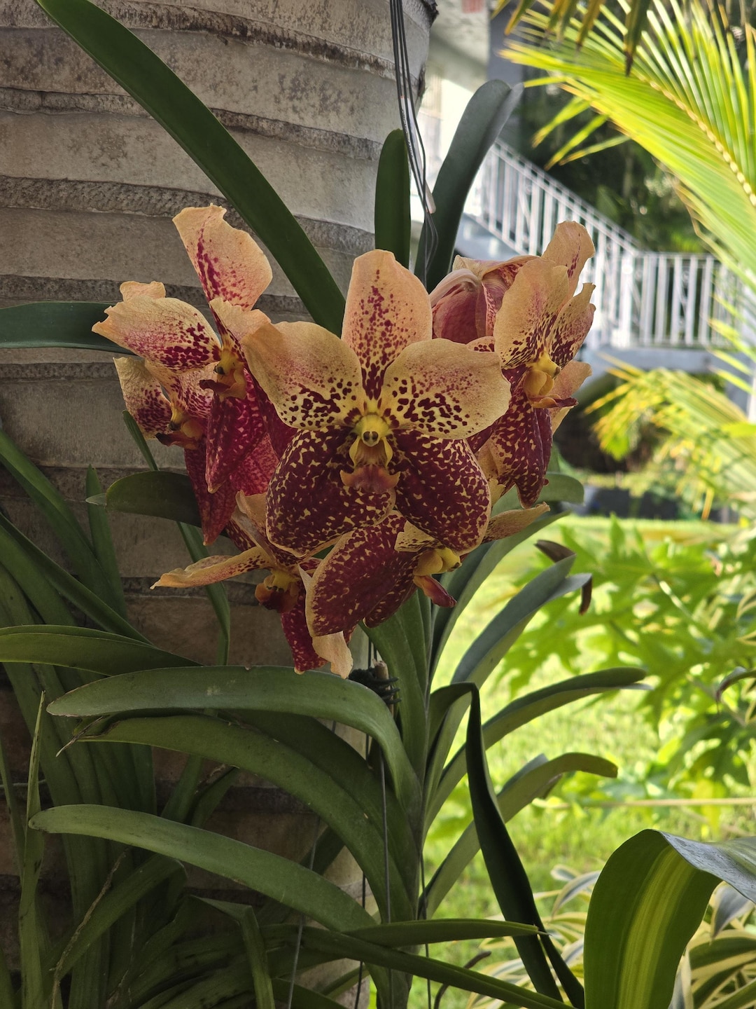 Orchidée Vanda à taches jaunes et marron (pot de 5 cm) – Orchidée ...